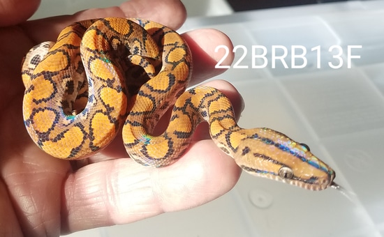 Pretty Orange Brazilian Rainbow Boa by Jeff Clark Snakes