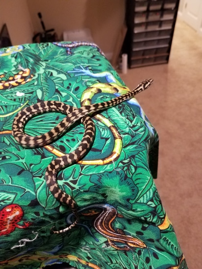 Highlighter Headhunter Jungle Carpet Python by Jeff Clark Snakes