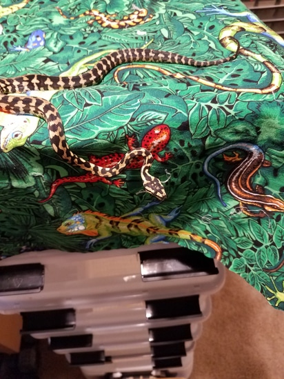 Highlighter Headhunter Jungle Carpet Python by Jeff Clark Snakes