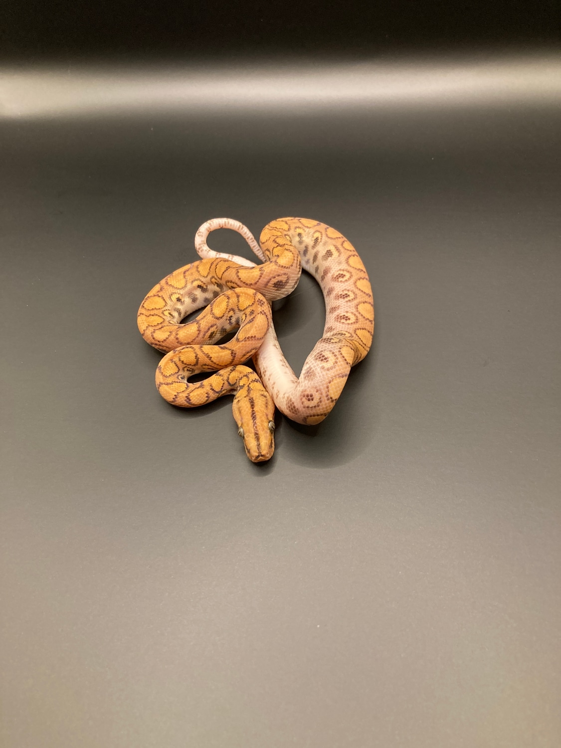 Lockwood Hypo Brazilian Rainbow Boa by Jeff Clark Snakes - MorphMarket