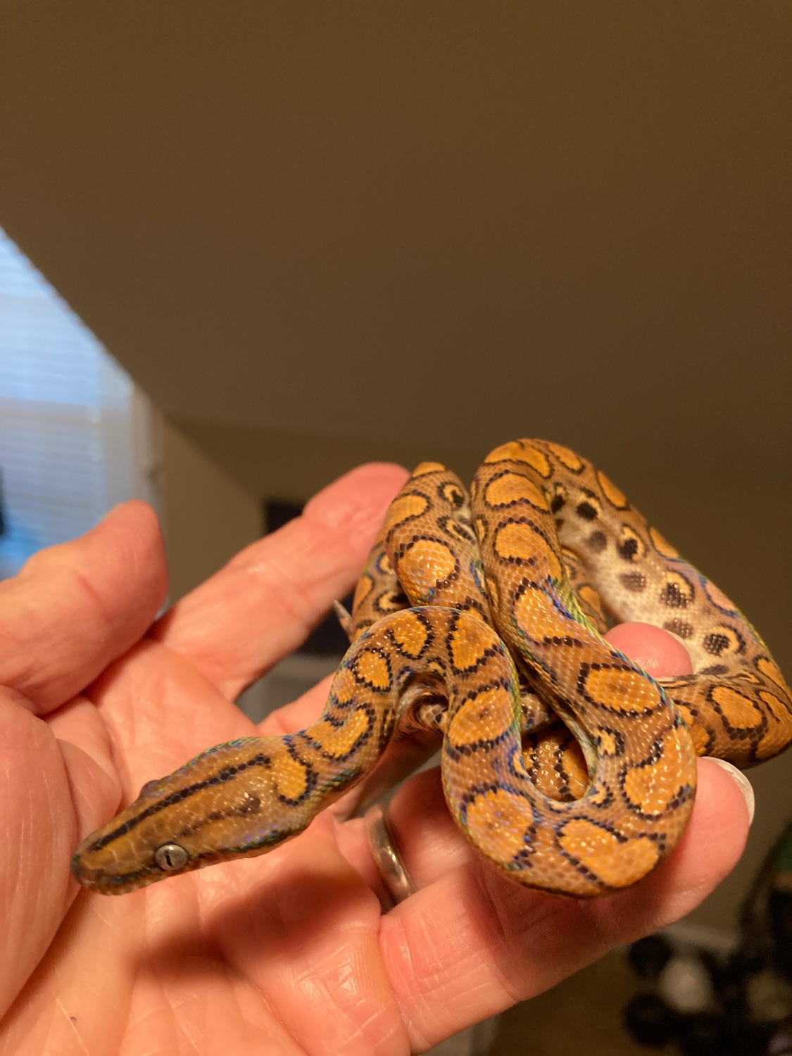 66% Het Hypo Brazilian Rainbow Boa by Jeff Clark Snakes - MorphMarket