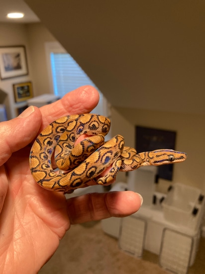 Tame Brazilian Rainbow Boa by Jeff Clark Snakes