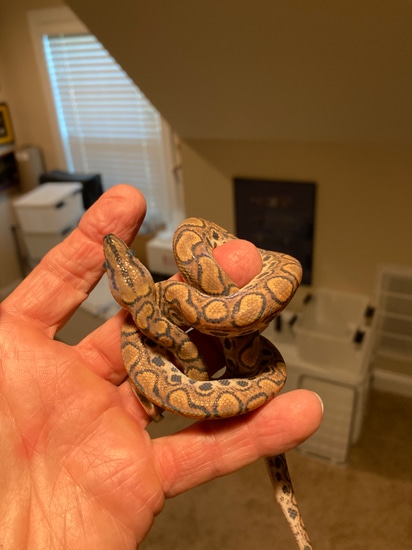 Tame Brazilian Rainbow Boa by Jeff Clark Snakes
