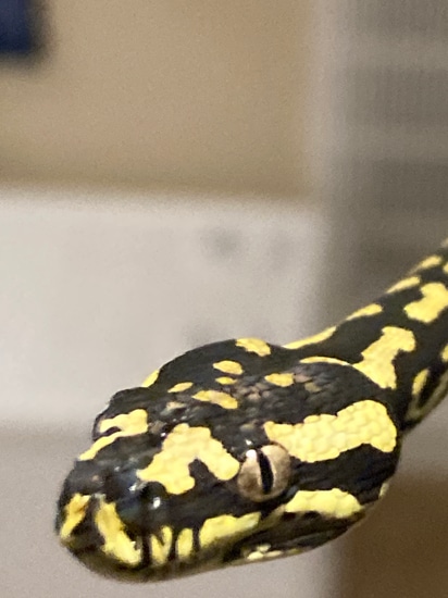 50% Highlighter Jungle Carpet Python by Jeff Clark Snakes