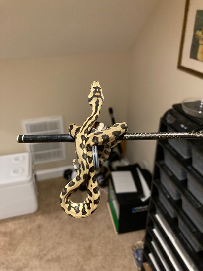 Jungle Jaguar Jungle Carpet Python by Jeff Clark Snakes