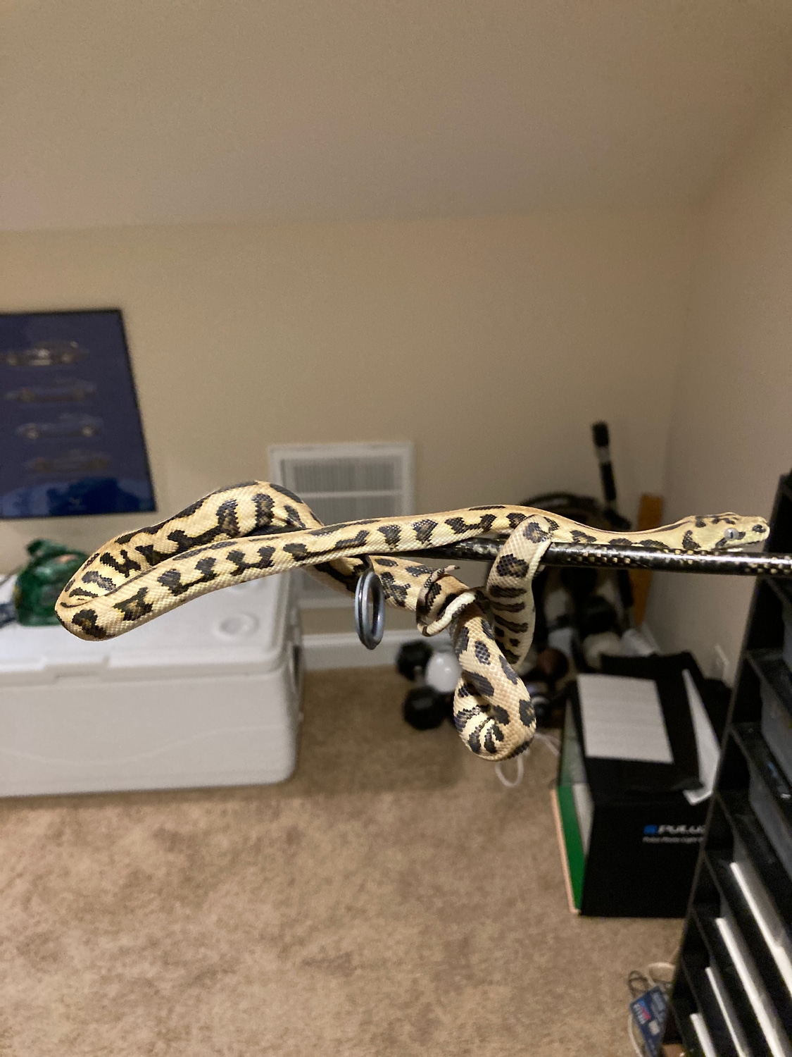 Highlighter Jaguar Jungle Carpet Python by Jeff Clark Snakes - MorphMarket
