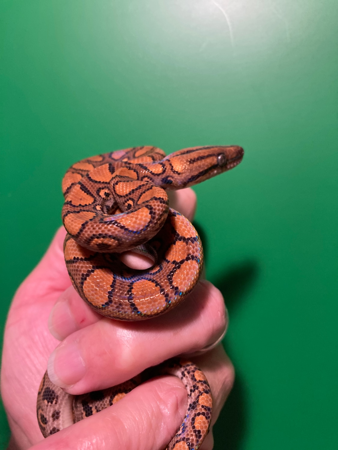 Tame 66% Het Hypo Brazilian Rainbow Boa by Jeff Clark Snakes - MorphMarket
