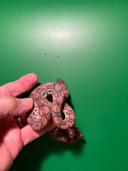 Tame Pet Brazilian Rainbow Boa by Jeff Clark Snakes