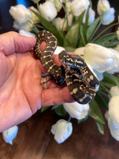 Highlighter Headhunter Jungle Carpet Python by Jeff Clark Snakes