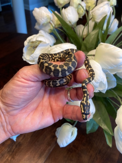 Highlighter Headhunter Jungle Carpet Python by Jeff Clark Snakes