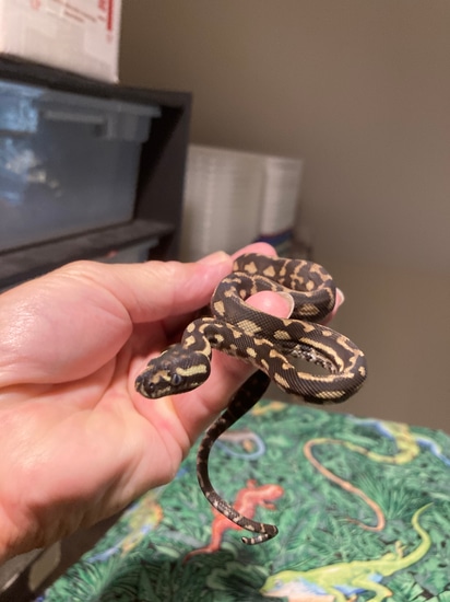 Highlighter Headhunter Jungle Carpet Python by Jeff Clark Snakes