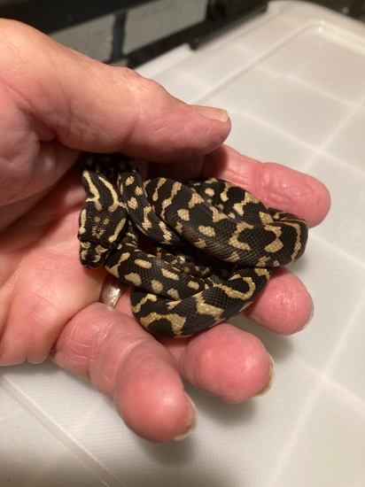 Highlighter Headhunter Jungle Carpet Python by Jeff Clark Snakes