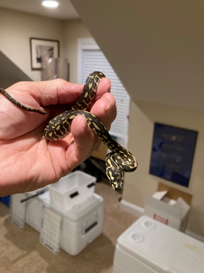 Highlighter Headhunter Jungle Carpet Python by Jeff Clark Snakes