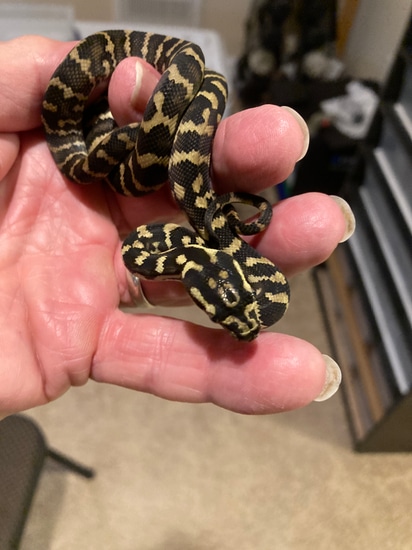 Highlighter Headhunter Jungle Carpet Python by Jeff Clark Snakes