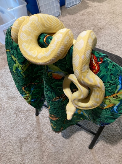 Tame 58 Inch Darwin Carpet Python by Jeff Clark Snakes