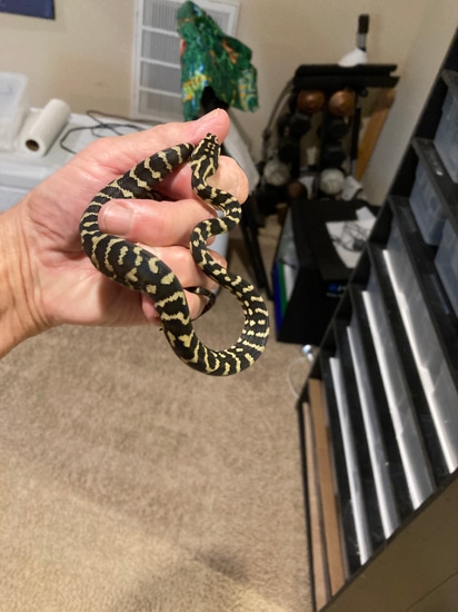 27" Highlighter Headhunter Jungle Carpet Python by Jeff Clark Snakes