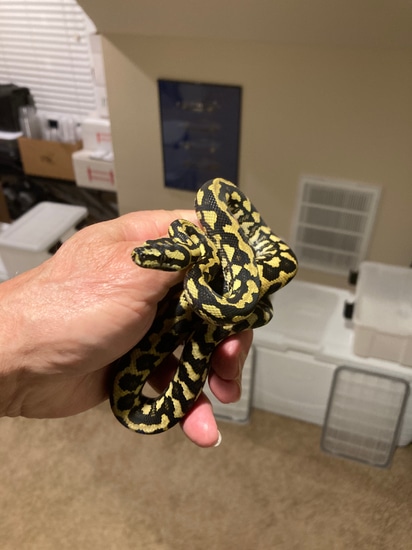 26" Highlighter German Jungle Carpet Python by Jeff Clark Snakes