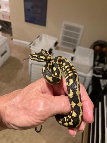 26" Highlighter Headhunter German Jungle Carpet Python by Jeff Clark Snakes