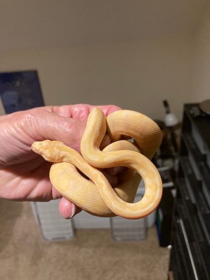 34" Albino Pure Darwin Darwin Carpet Python by Jeff Clark Snakes