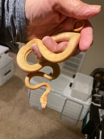 29" Albino Pure Darwin Darwin Carpet Python by Jeff Clark Snakes