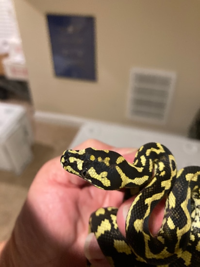 27" Highlighter Headhunter German Jungle Carpet Python by Jeff Clark Snakes