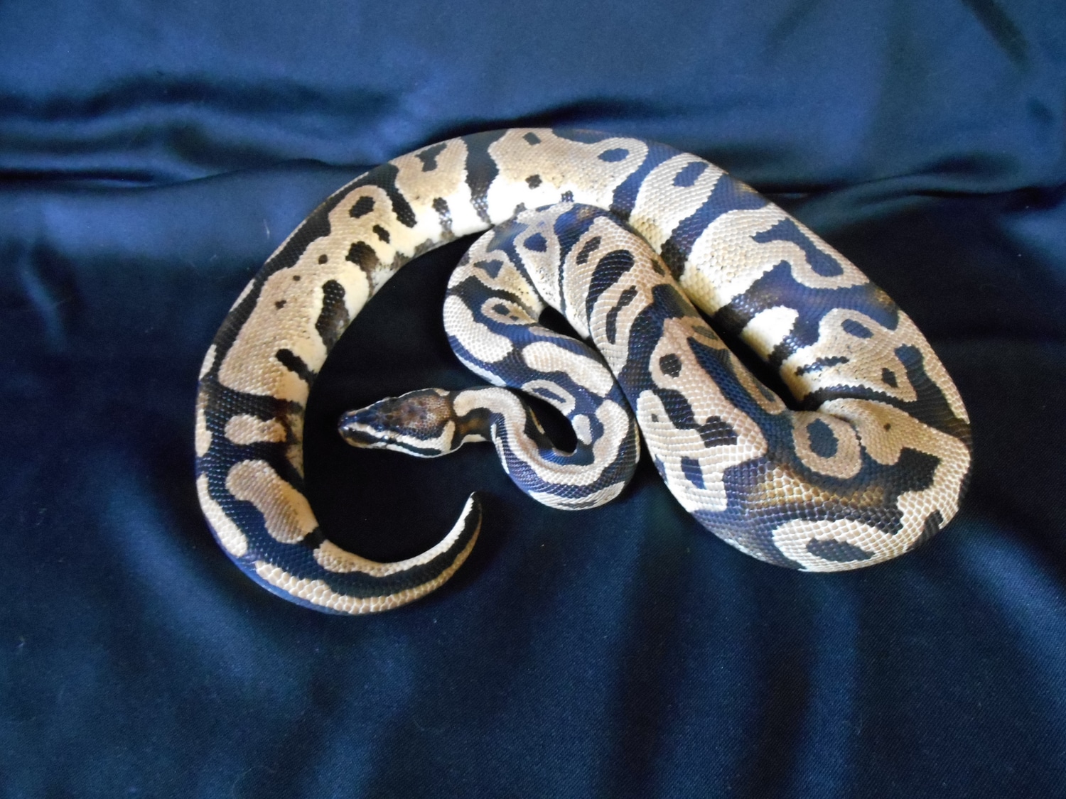 Scaleless Head Pastel 100% Het Clown Ball Python by Garter Snake Morph ...