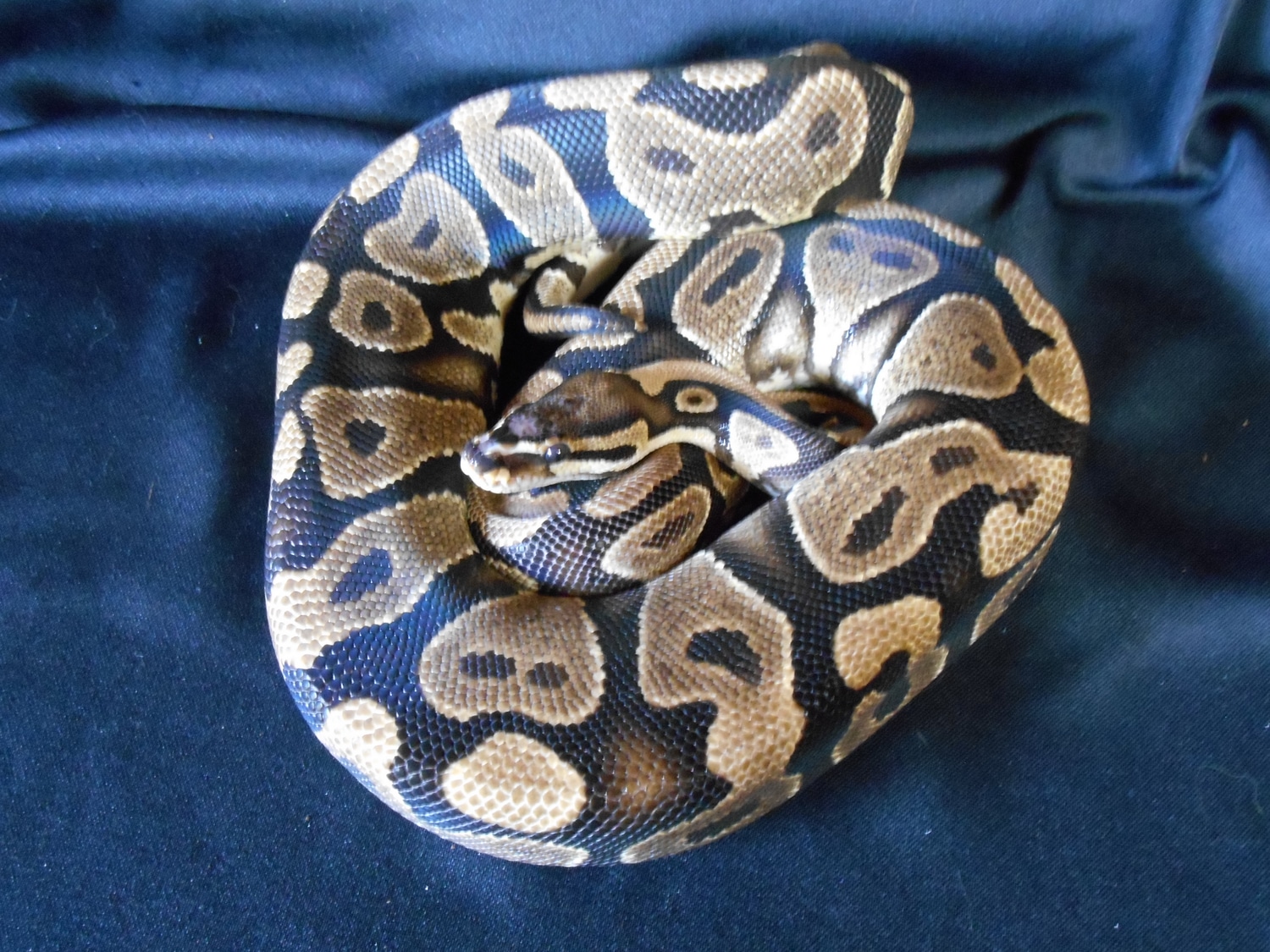 Yellow Belly Scaleless Head Ball Python by Garter Snake Morph - MorphMarket