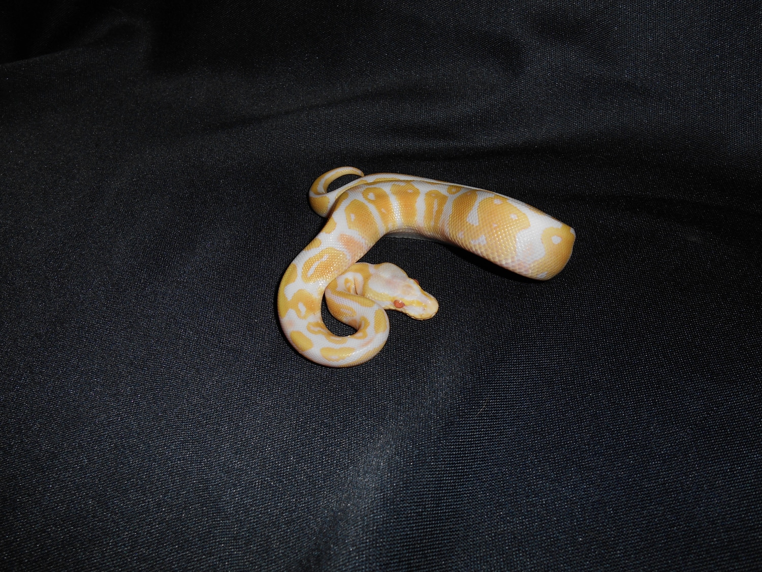 Albino 100% Het Piebald Ball Python by Garter Snake Morph - MorphMarket