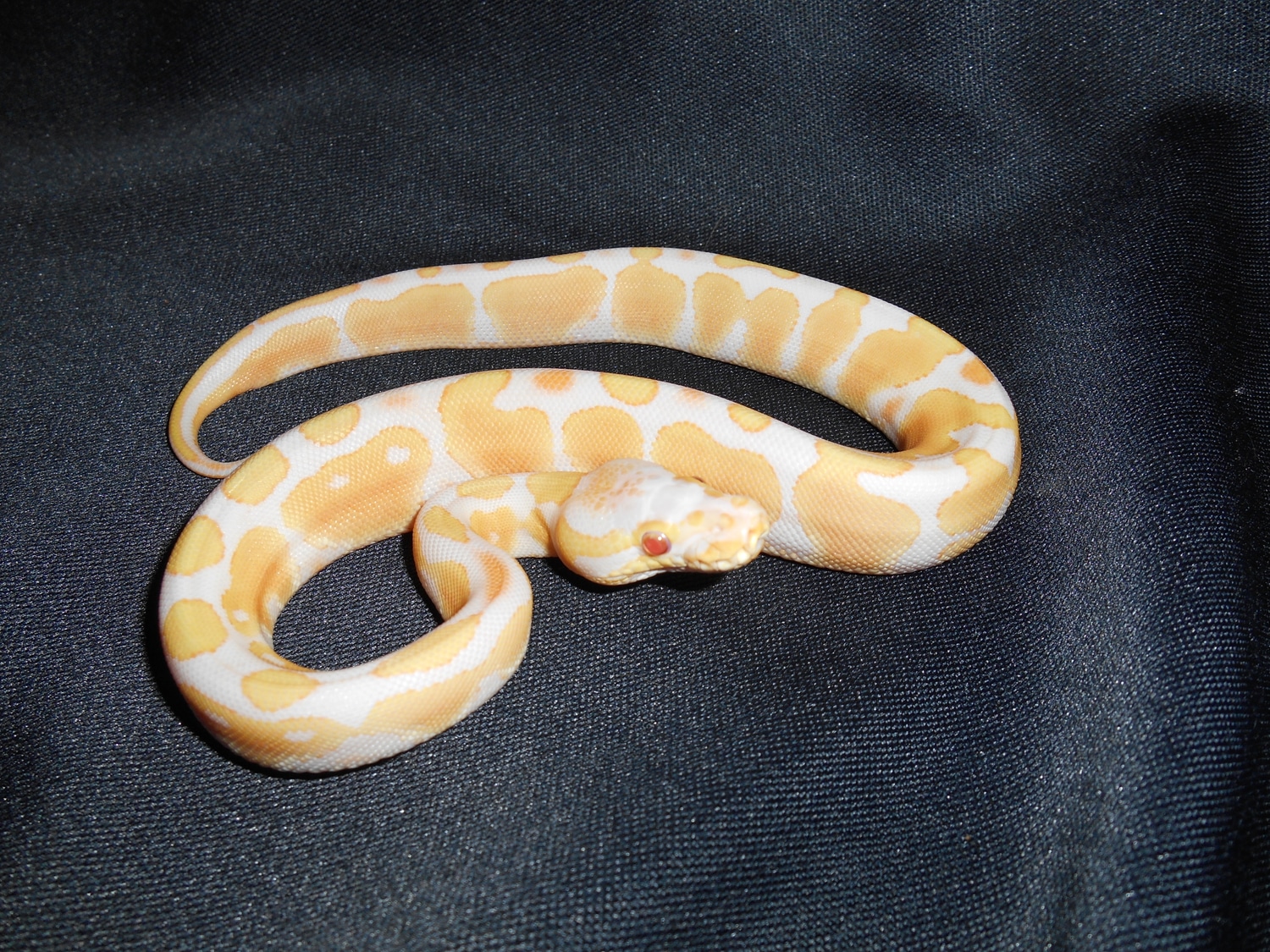 Scaleless Head, Candino 100% Het Pied Ball Python by Garter Snake Morph ...