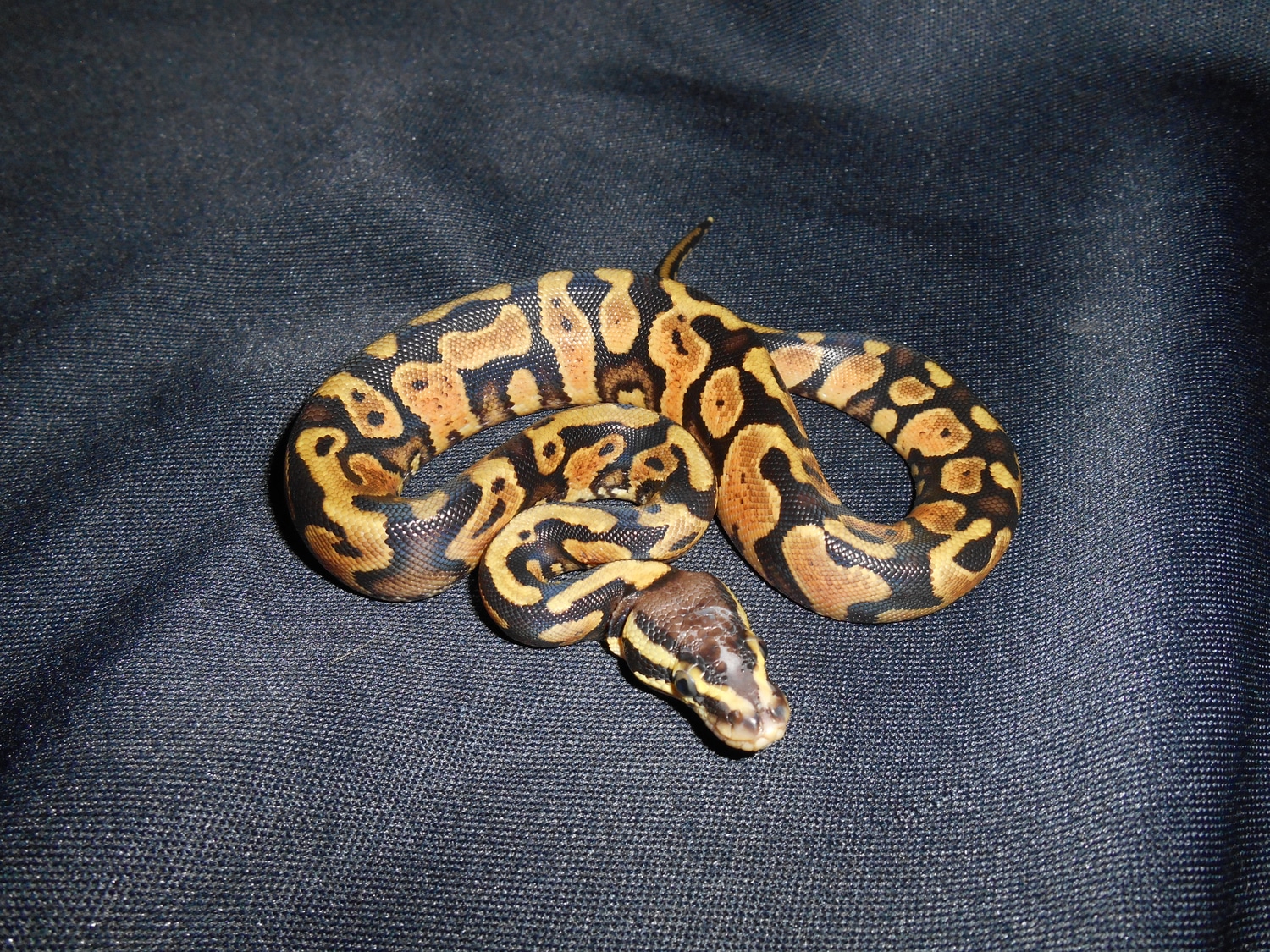 Scaleless Head Pastel Yellow Belly Het Albino Ball Python by Garter ...