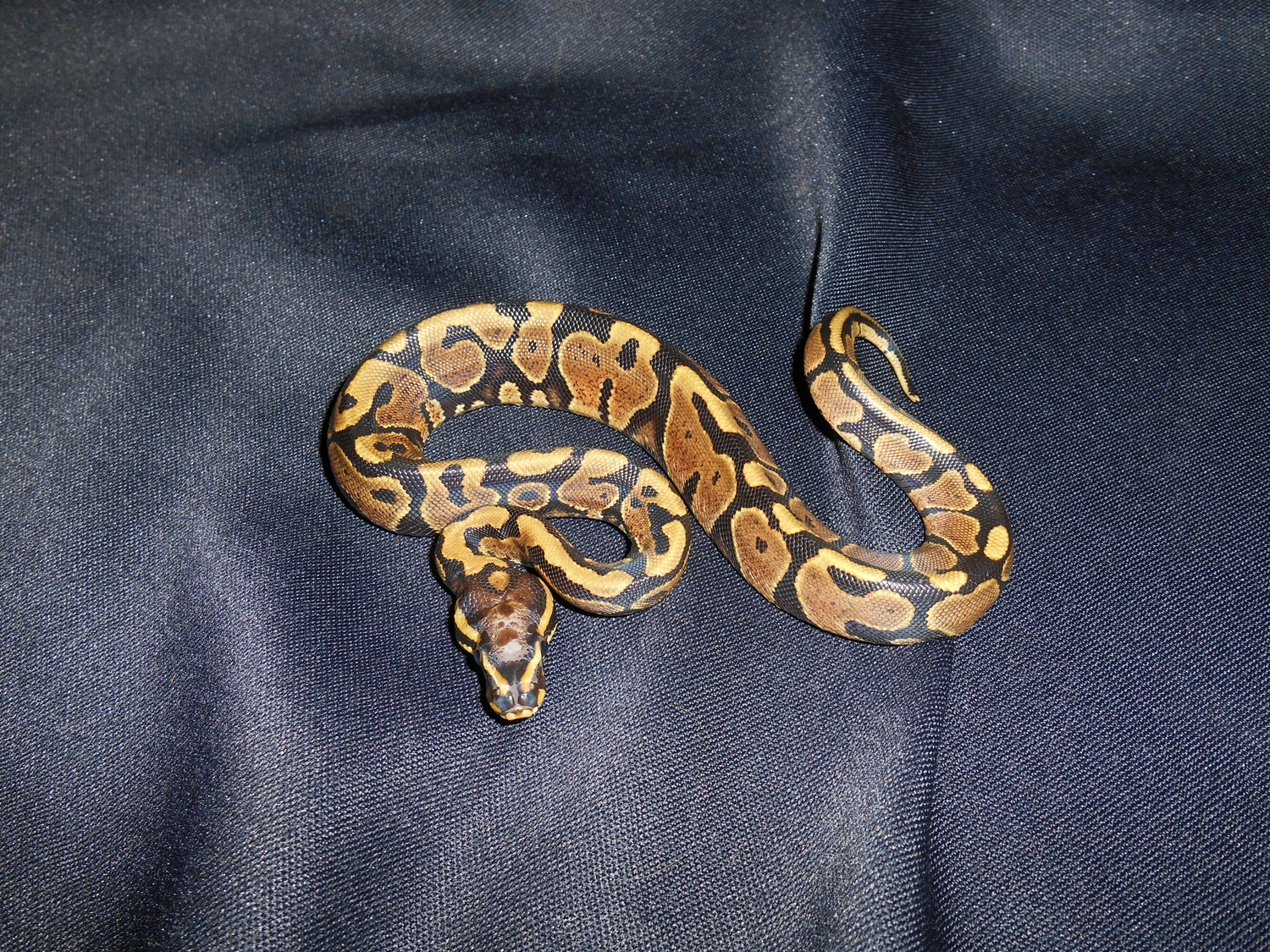 Scaleless Head Yellow Belly Het Albino Ball Python by Garter Snake ...