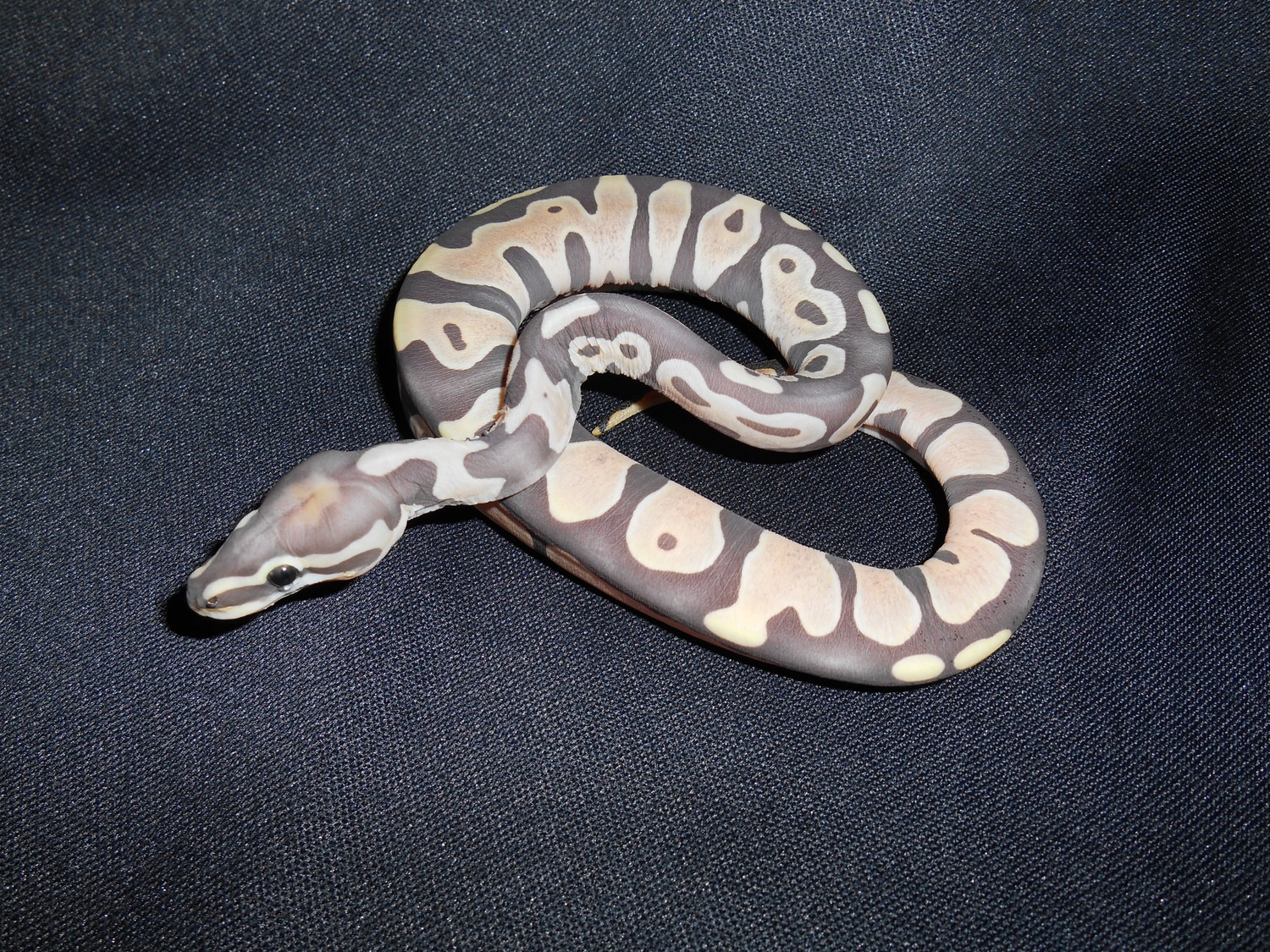 Scaleless 66% Het Clown Ball Python by Garter Snake Morph - MorphMarket
