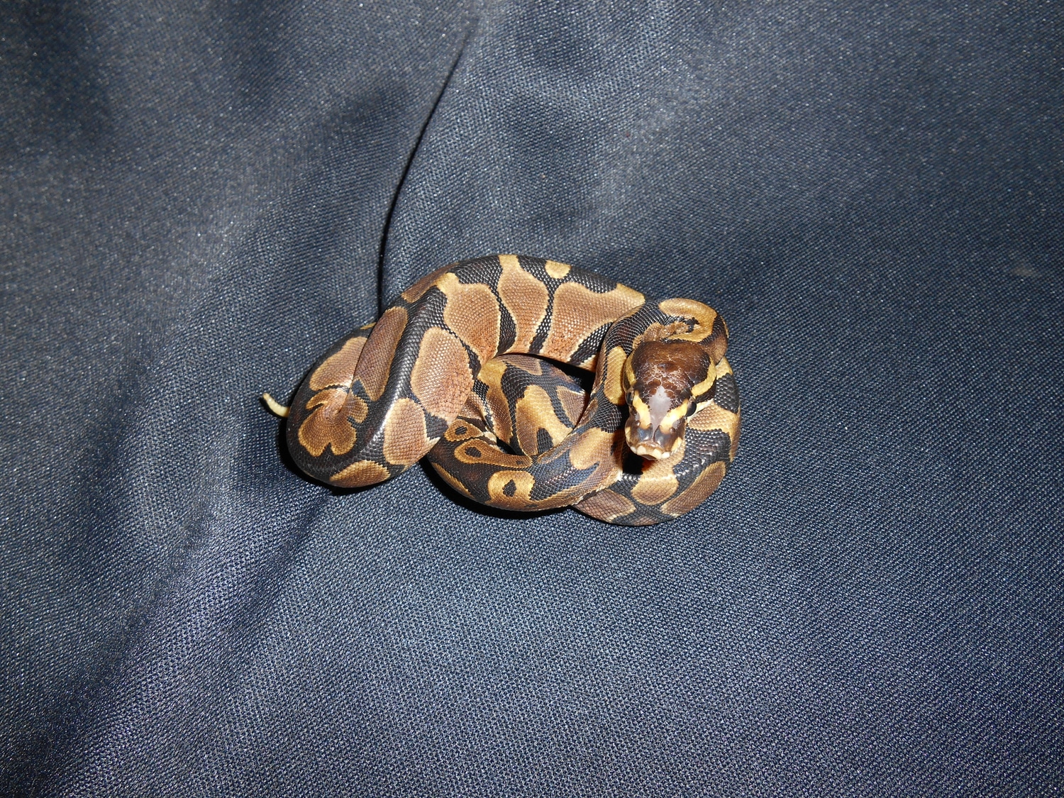 Scaleless Head Het Pied Het Candino Ball Python by Garter Snake Morph ...