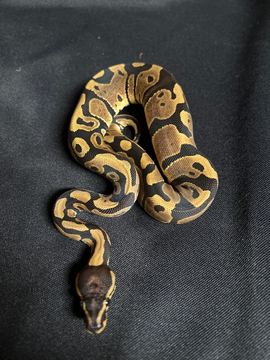 Yellow Belly Scaleless Head 66% Het Clown Ball Python by Garter Snake ...
