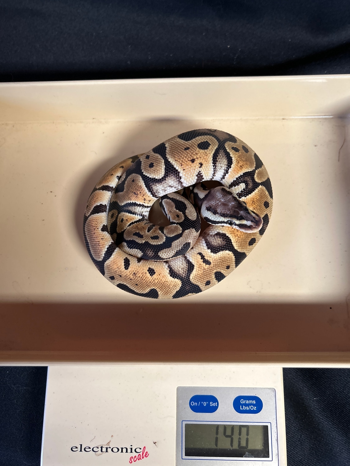 Super Pastel 66% Het Clown Scaleless Head Ball Python by Garter Snake ...