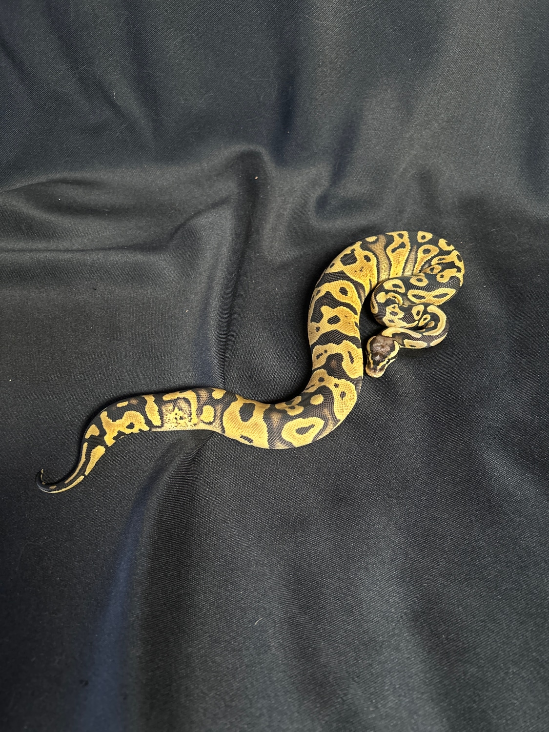 Super Pastel 66%het Clown Scaleless Head Ball Python by Garter Snake ...