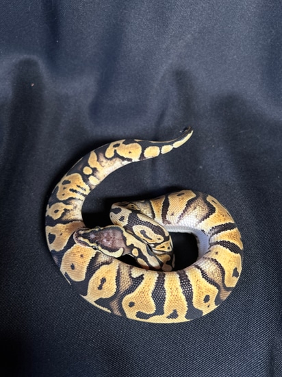 Super Pastel Scaleless Head 66%het Clown Ball Python by Garter Snake Morph