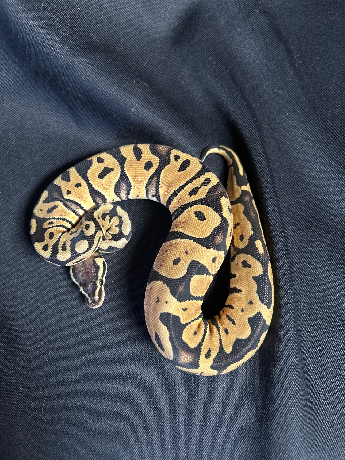 Pastel 66% Het Clown Scaleless Head Ball Python by Garter Snake Morph ...