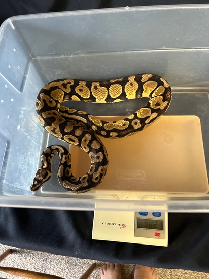 Pastel Yellow Belly Het Albino Het Scaleless Ball Python by Garter ...