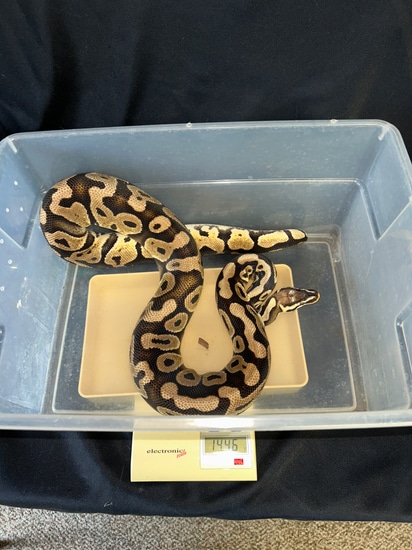 2.0 Pastel Het Clown Het Scaleless Het Ghost (Proven Breeder) Ball ...