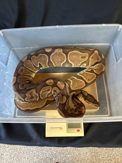Het Red Enchi Ball Python by Garter Snake Morph