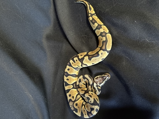 RTB Pastel Yellow Belly Scaleless Head 66% Het Clown, 50% Het Ghost Ball Python by Garter Snake ...