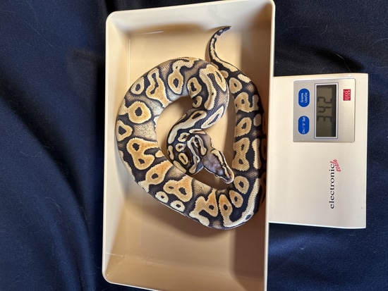 RTB Pastel Ghost Het Scaleless 66% Het Clown Ball Python by Garter Snake Morph