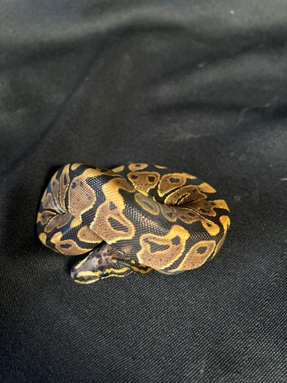 Scaleless Head Hundred Percent Het Albino Ball Python by Garter Snake Morph
