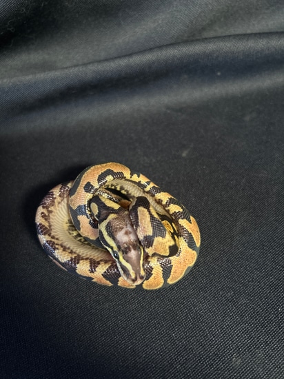 Pastel Yellow Belly Scaleless Head 66% Albino Ball Python by Garter ...