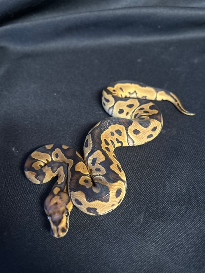 Scaleless Head Clown 66% Ghost Ball Python by Garter Snake Morph