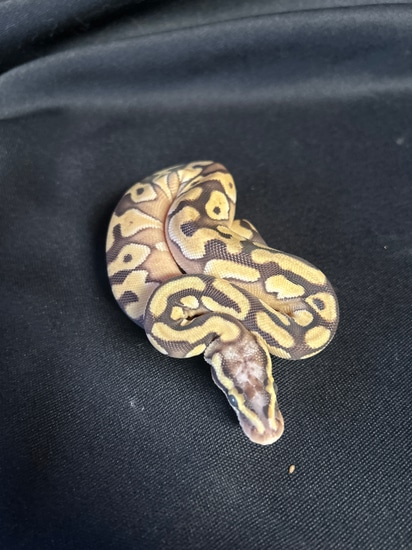 Pastel Enchi Mojave Yellow Belly Scaleless Head Ball Python by Garter ...