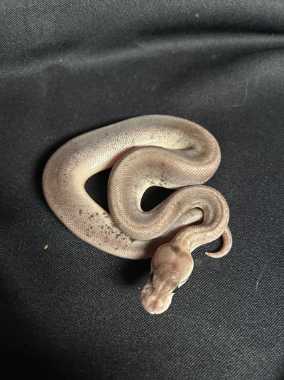Super Cinnamon Pastel (Aka Silver Bullet) Scaleless Head Pos Het Albino ...