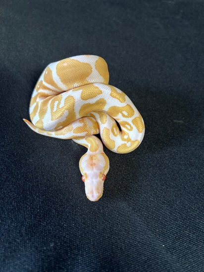 Albino Cinnamon Scaleless Head Poss Het Clown Pos Het Ghost Ball Python ...