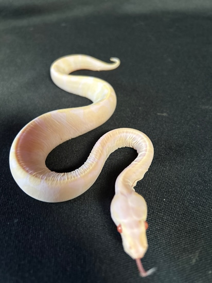 Scaleless Albino Super Cinnamon Or Silver Bullet Pos Het Clown And Pos ...
